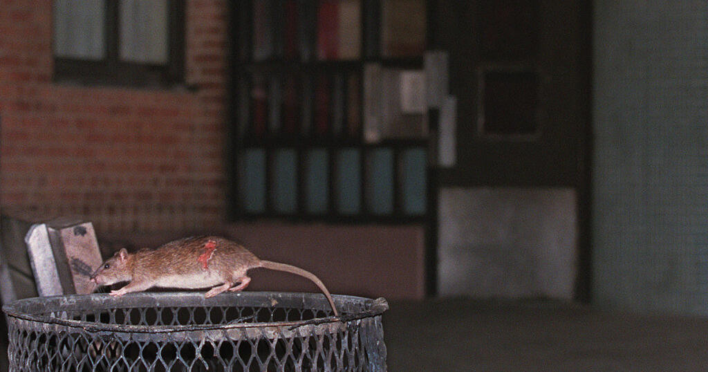 Neuer Schritt gegen Rattenplage in Paris - Vaterland online