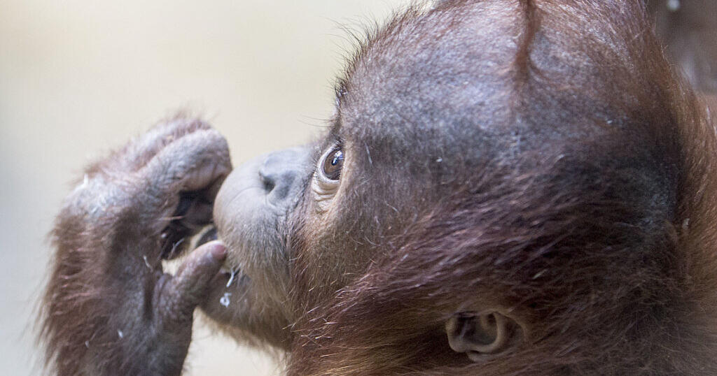 Tiere lernen fürs Überleben - Vaterland online
