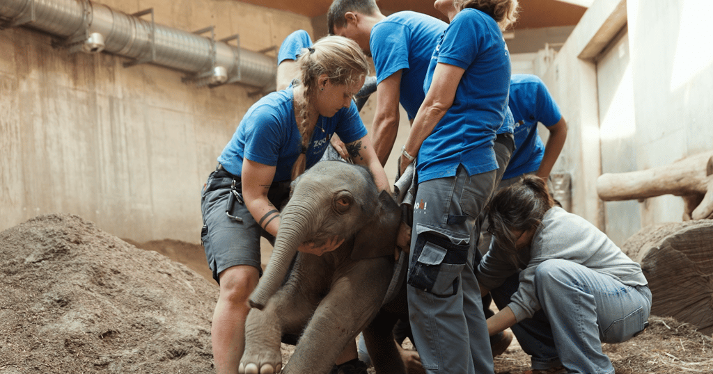 Erneutes Drama um Elefanten-Baby im Zoo Zürich: Kalb kurz nach Geburt ...