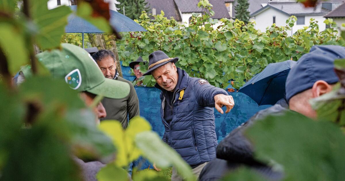 Rundgang durch die Vaduzer Rebberge - Vaterland online