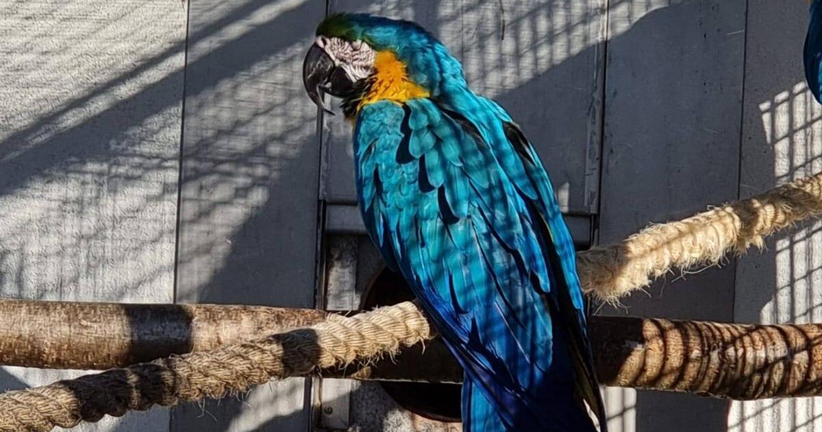 Grosser Papagei aus Vogelparadies Mauren ausgebüxt - Vaterland online