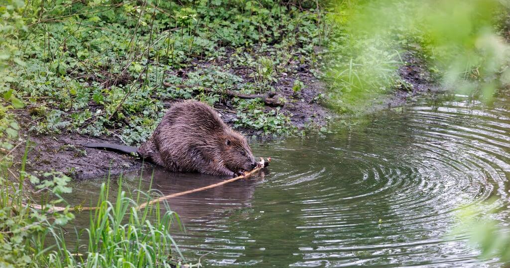 Biber als Lösung für Wohnungsknappheit und Biodiversität - Vaterland online
