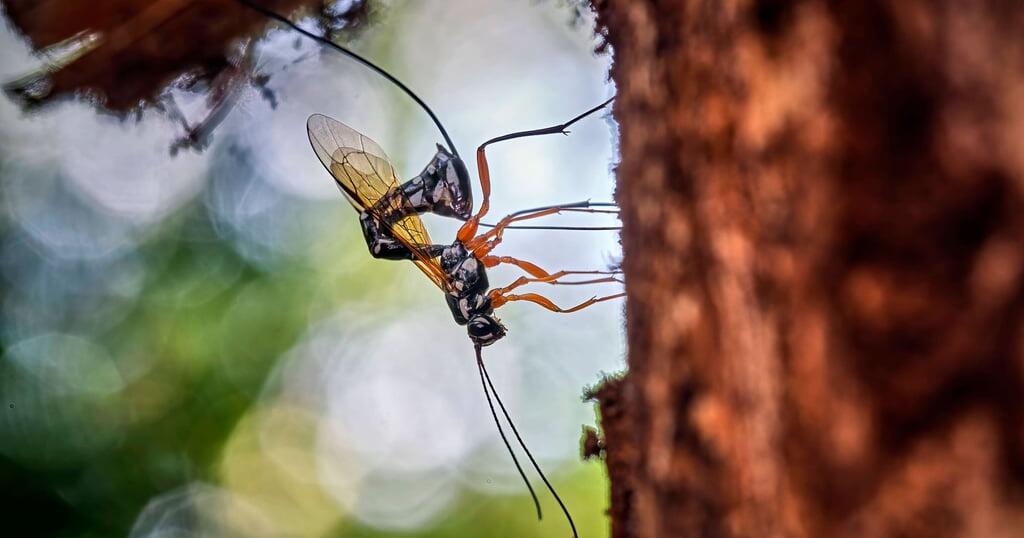 Schlupfwespen: Bedeutung und Einsatz in der Biologischen Bekämpfung ...